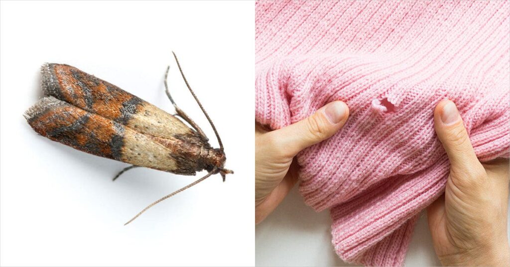 Wie beseitigt man Kleidermotten? 7 zuverlässige Tipps - Haustipps